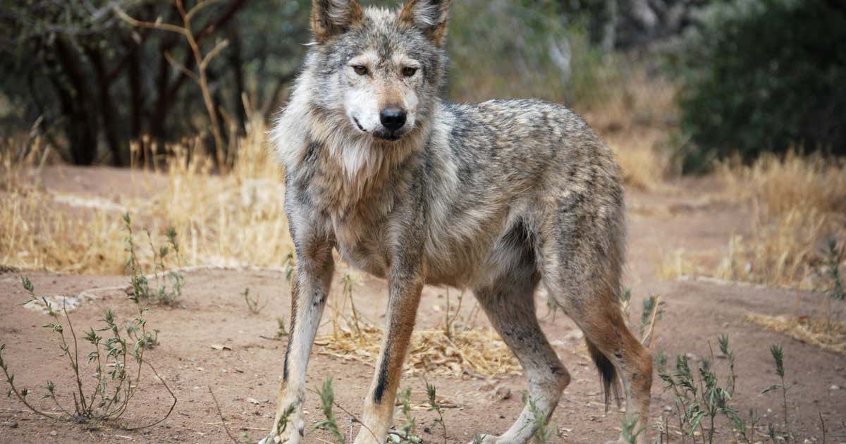 California Wolf Center, Julian | Roadtrippers