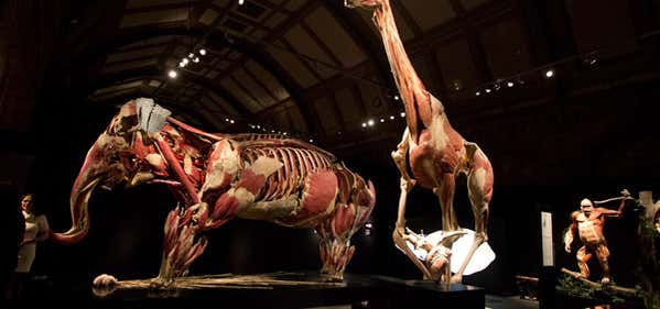 BODIES... The Exhibition, Las Vegas | Roadtrippers