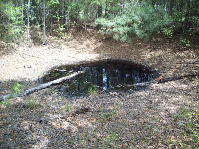 Photo of Mars Bluff | Roadtrippers