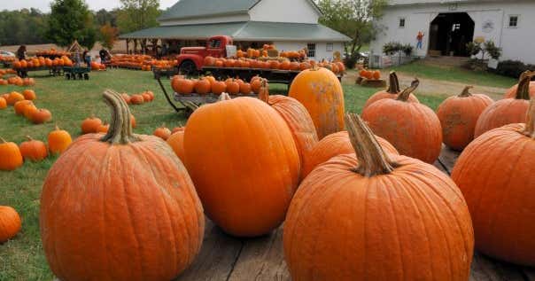 Devine Farms Pumpkin Patch, Hebron | Roadtrippers