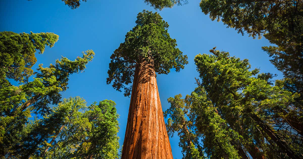 General Grant Grove, Grant Grove Village | Roadtrippers