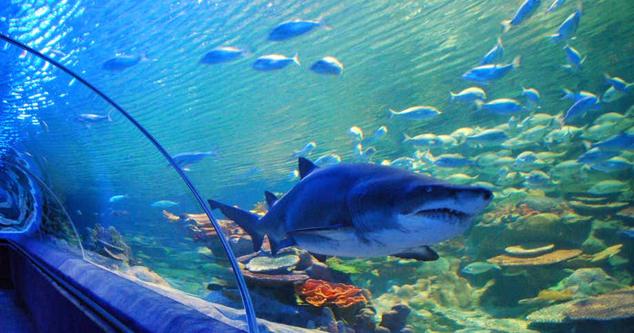 Greater Cleveland Aquarium, Cleveland | Roadtrippers