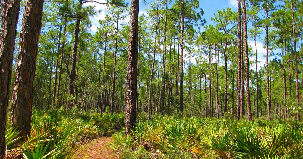 Goethe State Forest, Dunnellon | Roadtrippers