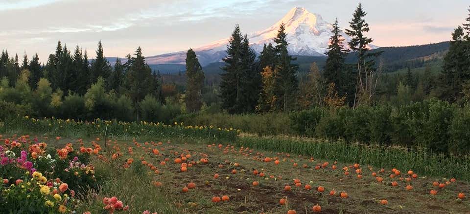 Mt. Hood Scenic Byway is Oregon's quintessential road trip | Roadtrippers