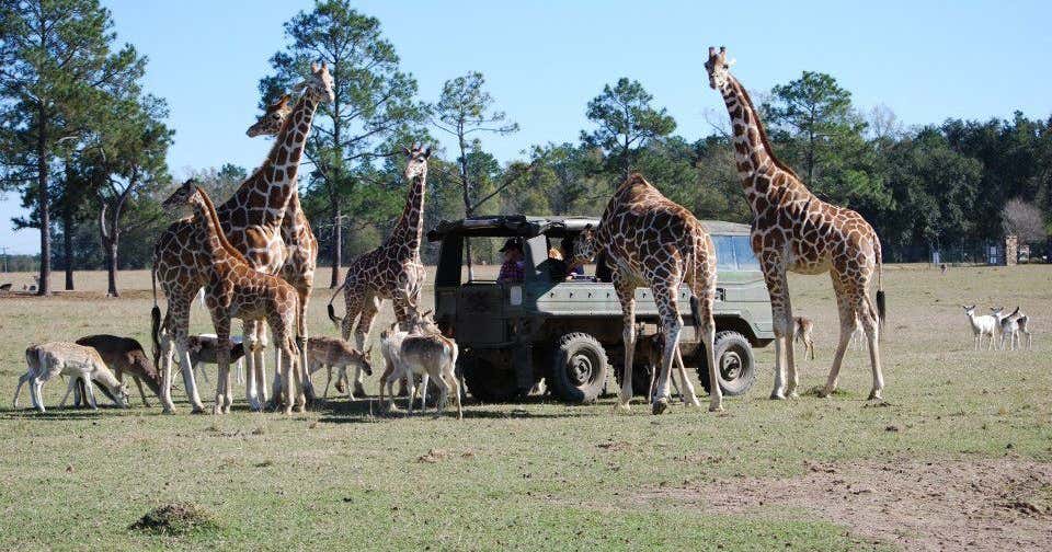 Global Wildlife Center, Folsom | Roadtrippers