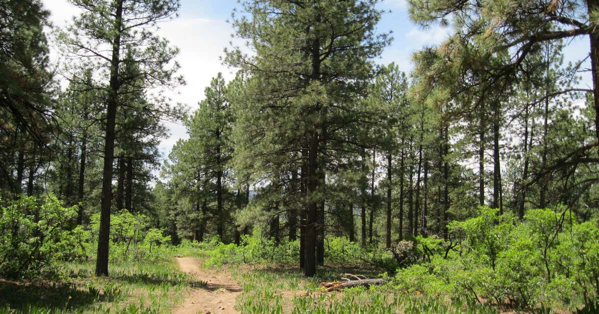 Big Pine Interpretive Loop Trail, Grants Pass | Roadtrippers
