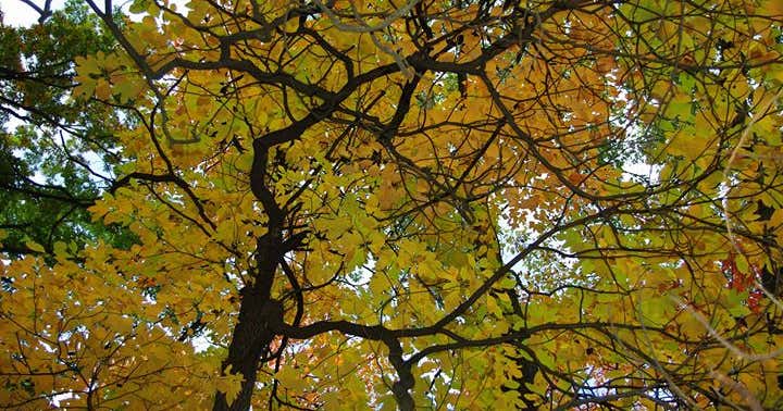 Crosswinds Marsh Wetland Interpretive Preserve, New Boston | Roadtrippers