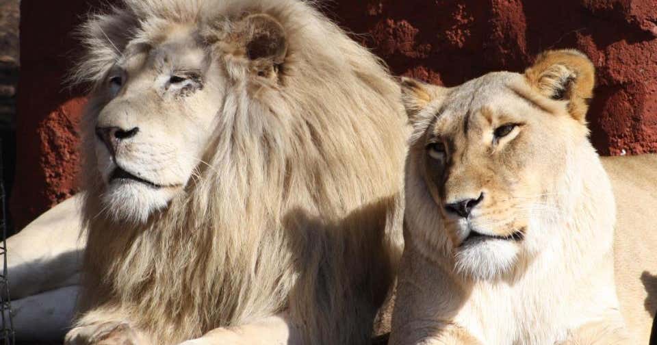 Capron Park Zoo, Attleboro | Roadtrippers