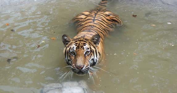 International Exotic Feline Sanctuary, Boyd | Roadtrippers