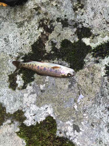 Photo of Great Smoky Mountains National Park | Roadtrippers