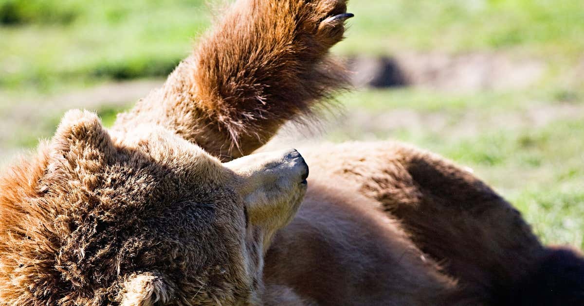 Olympic Game Farm, Sequim | Roadtrippers