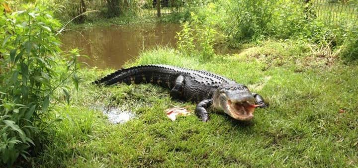 Croc Encounters, Tampa | Roadtrippers