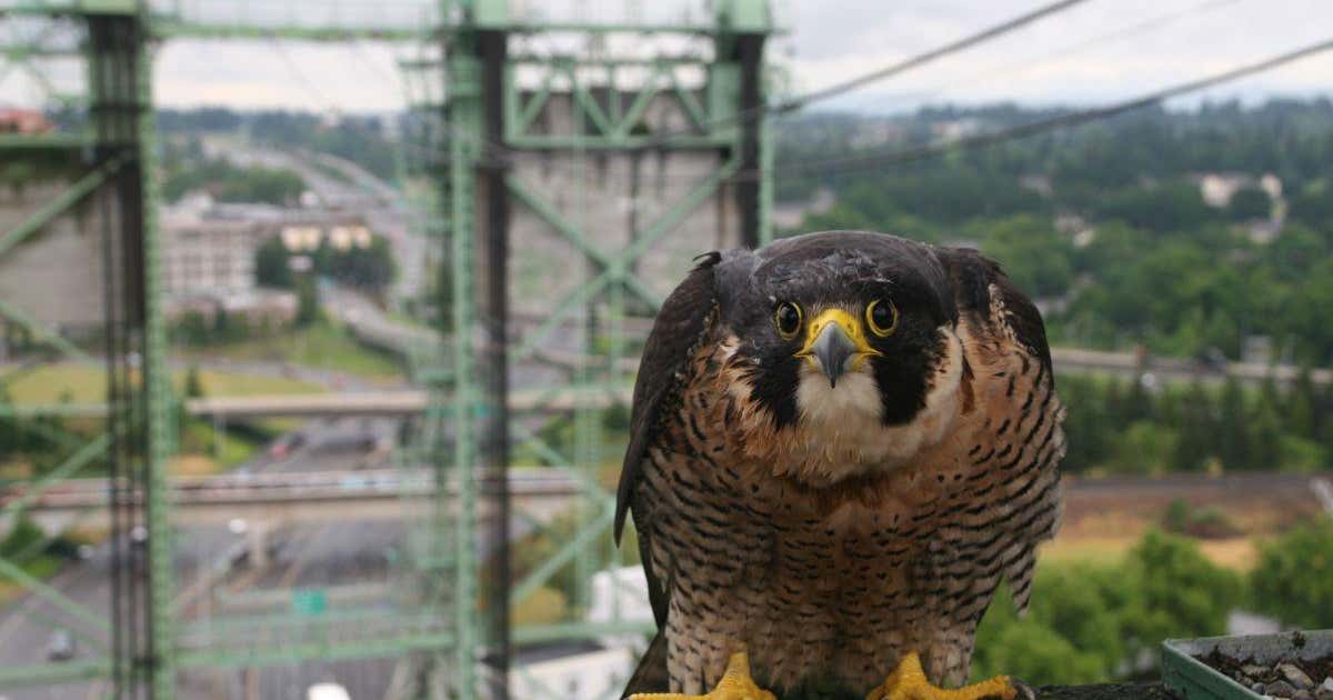 Audubon Wildlife Sanctuary and Forest Park, Portland | Roadtrippers