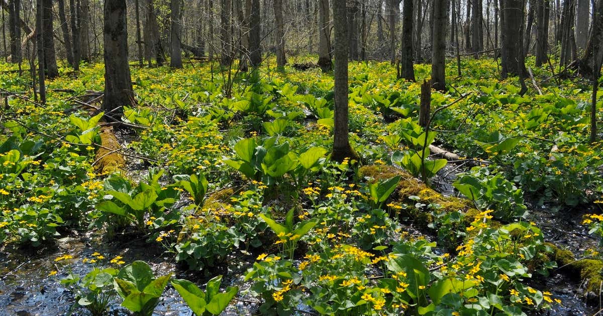 Jackson Bog State Nature Preserve, Massillon | Roadtrippers