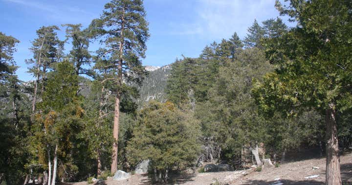 Idyllwild Campground, California | Roadtrippers