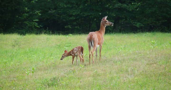 Salmo Fontinalis Club, Livingston Manor | Roadtrippers