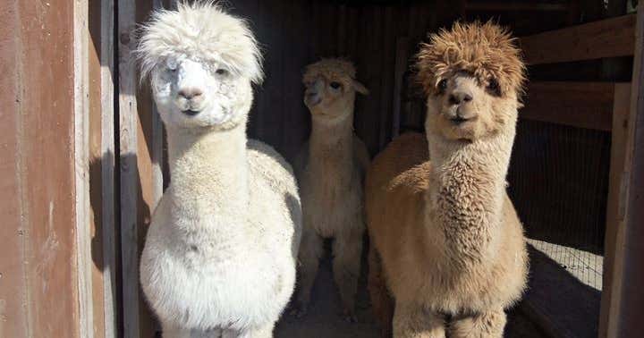 Cardinal Acre Alpacas, Little Valley | Roadtrippers