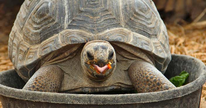 Boulder Ridge Wild Animal Park, Alto | Roadtrippers