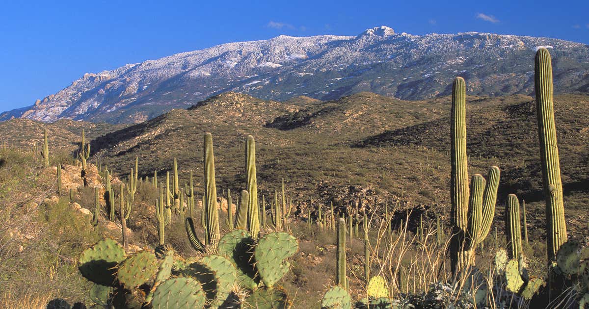Saguaro National Park - Rincon Mountain District, Tucson | Roadtrippers
