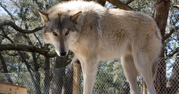 Big Oak Wolf Sanctuary, Green Cove Springs | Roadtrippers