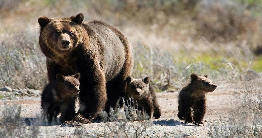 Grizzly & Wolf Discovery Center, West Yellowstone | Roadtrippers