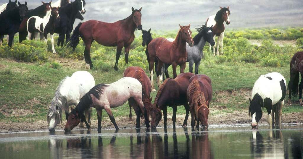 Pilot Butte Wild Horse Scenic Loop, Rock Springs | Roadtrippers