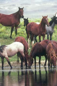 Photo of Pilot Butte Wild Horse Scenic Loop | Roadtrippers