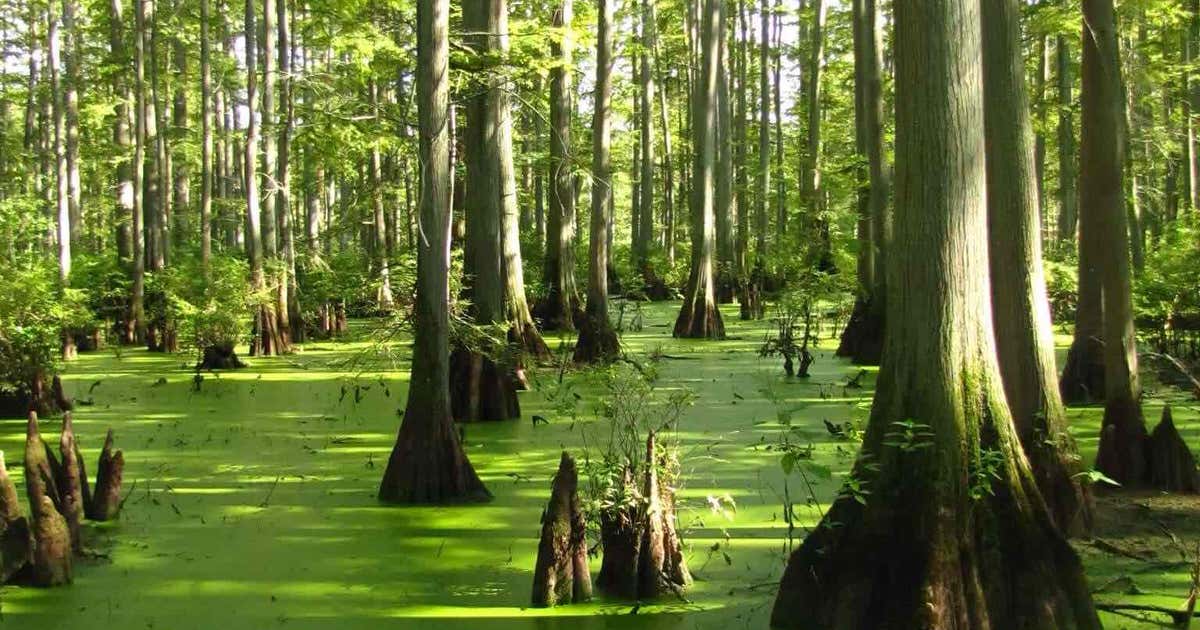 Cache River State Natural Area, Belknap | Roadtrippers