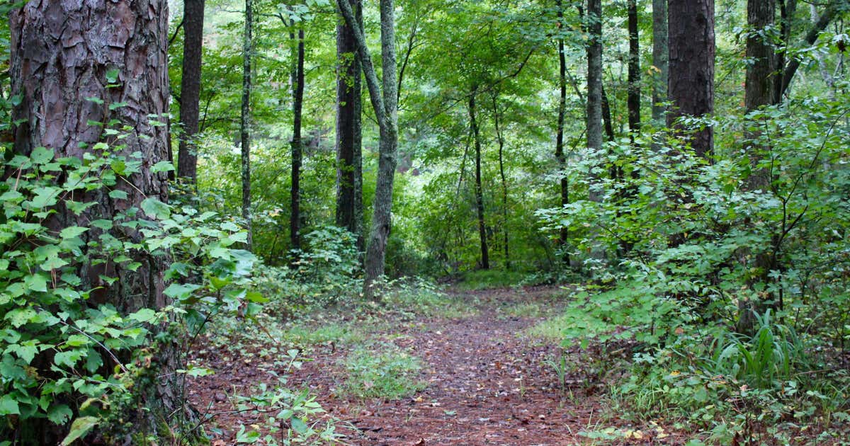 Talladega National Forest, Alabama | Roadtrippers