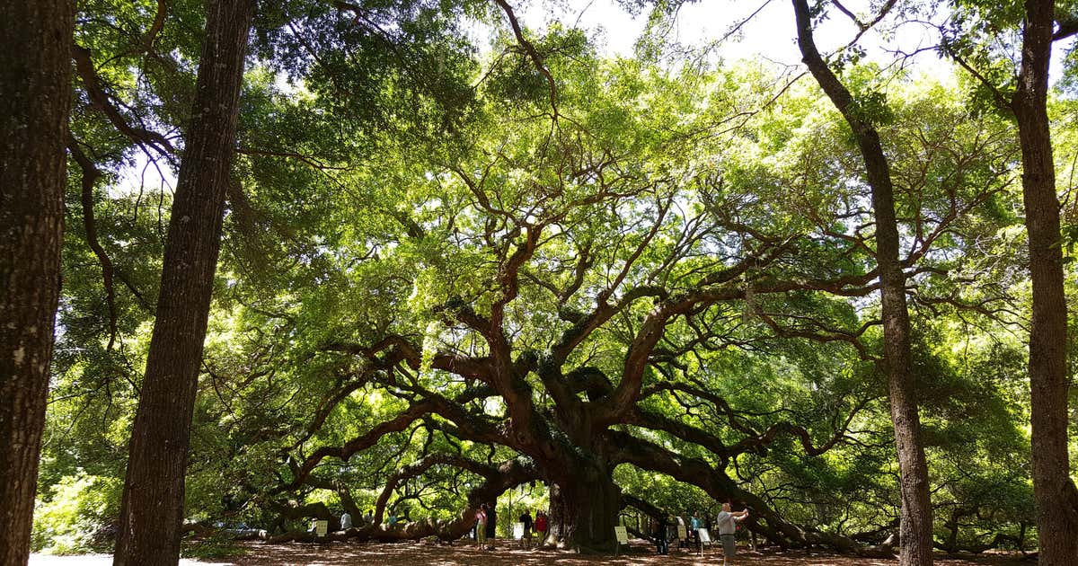 The Angel Oak 1500 Year Old Live Oak, Charleston | Roadtrippers