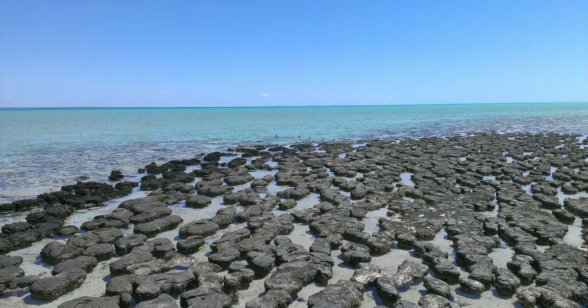 Hamelin Pool Marine Nature Reserve, Western Australia | Roadtrippers