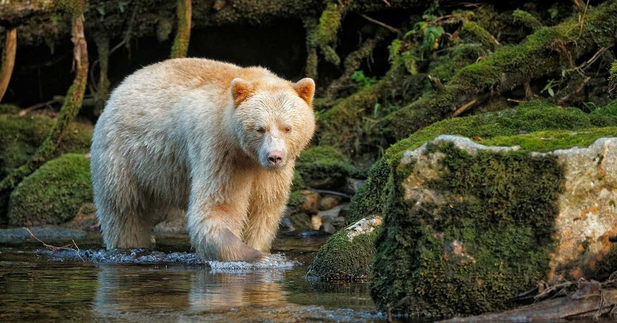 Great Bear Rainforest, British Columbia | Roadtrippers
