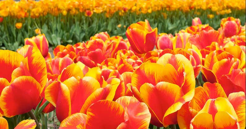 Veldheer Tulip Gardens, Holland | Roadtrippers