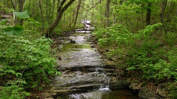 Are Dogs Allowed At The Springfield Nature Center