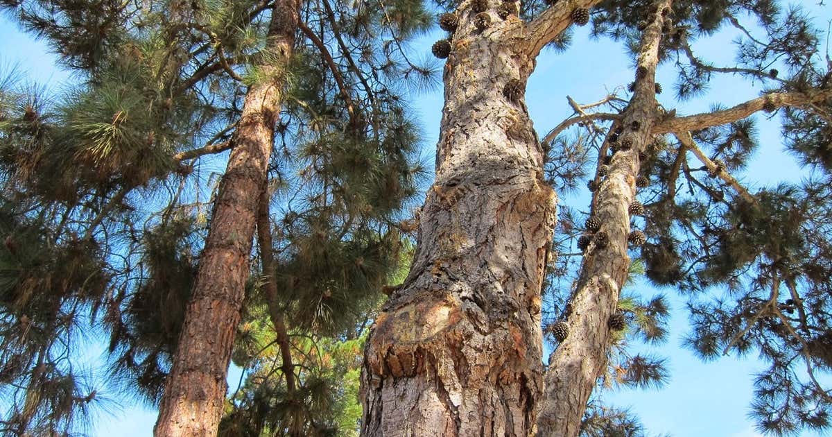 Monterey Moon Tree, Monterey | Roadtrippers