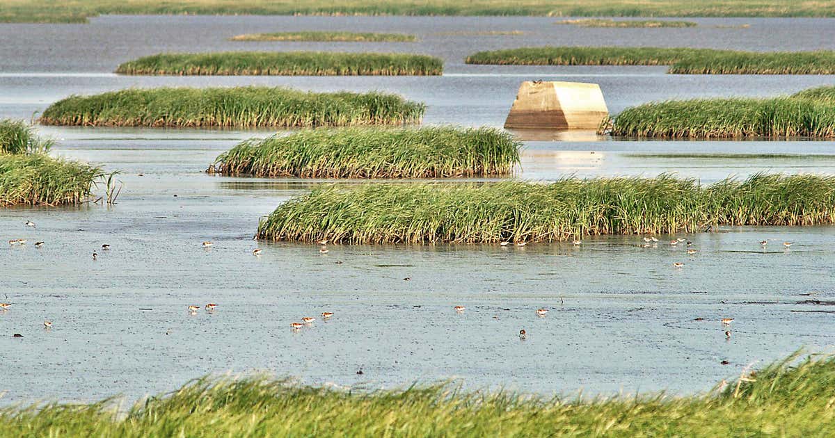 Cheyenne Bottoms Refuge, Great Bend | Roadtrippers