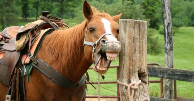 Buck Valley Ranch, Warfordsburg | Roadtrippers