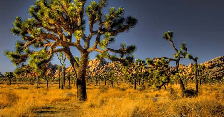 Joshua Tree Memorial Park, Joshua Tree | Roadtrippers