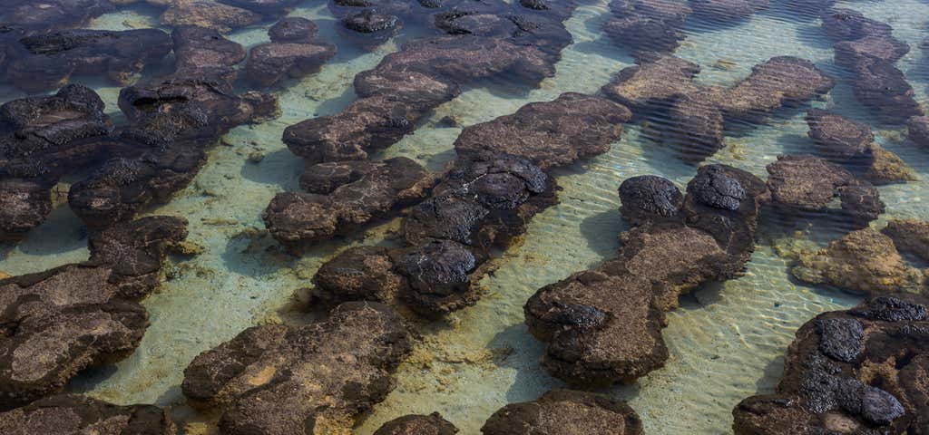 Hamelin Pool Marine Nature Reserve, Western Australia | Roadtrippers