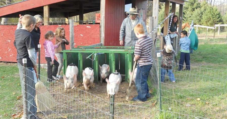 Peacock Road Tree Farm, Laingsburg | Roadtrippers